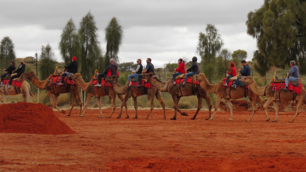 Camels outnumber Koalas in Australia! Fun Facts - Why You Wander