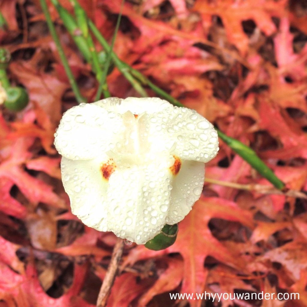 Top Things To See/Do in Bowral - Why You Wander